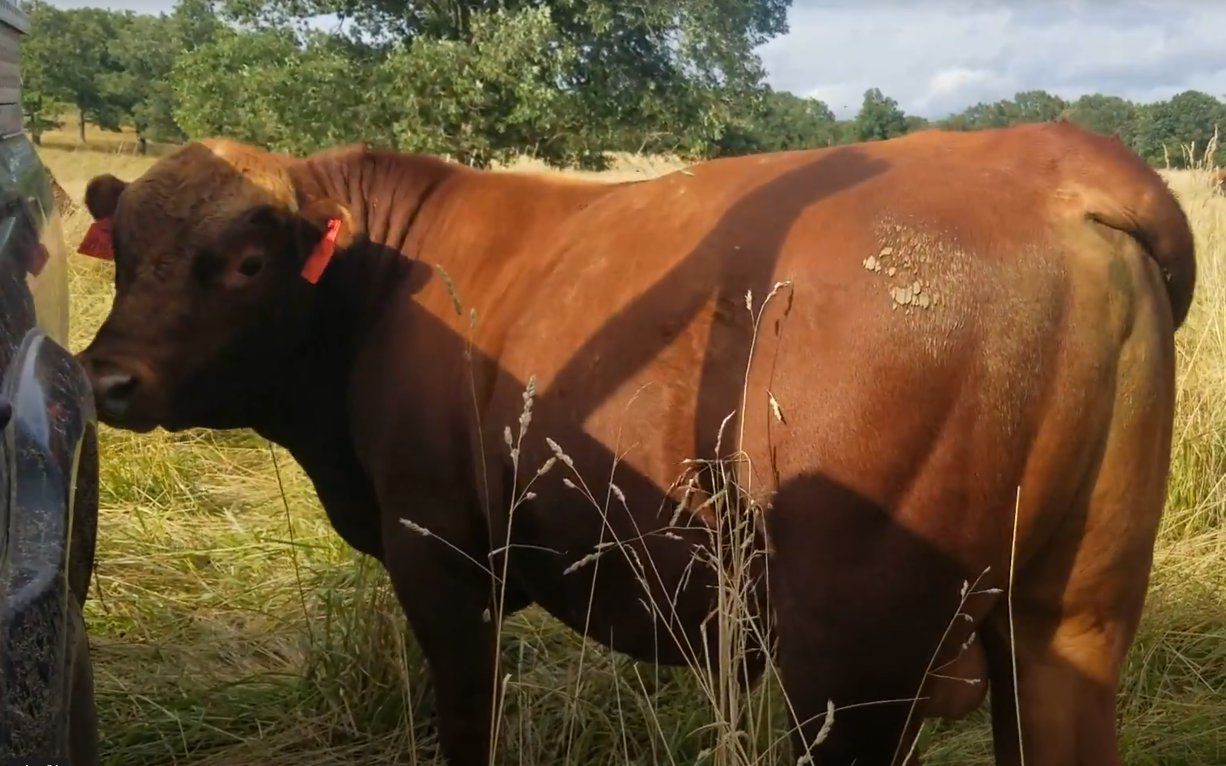 15 Month Old Bull #20x35