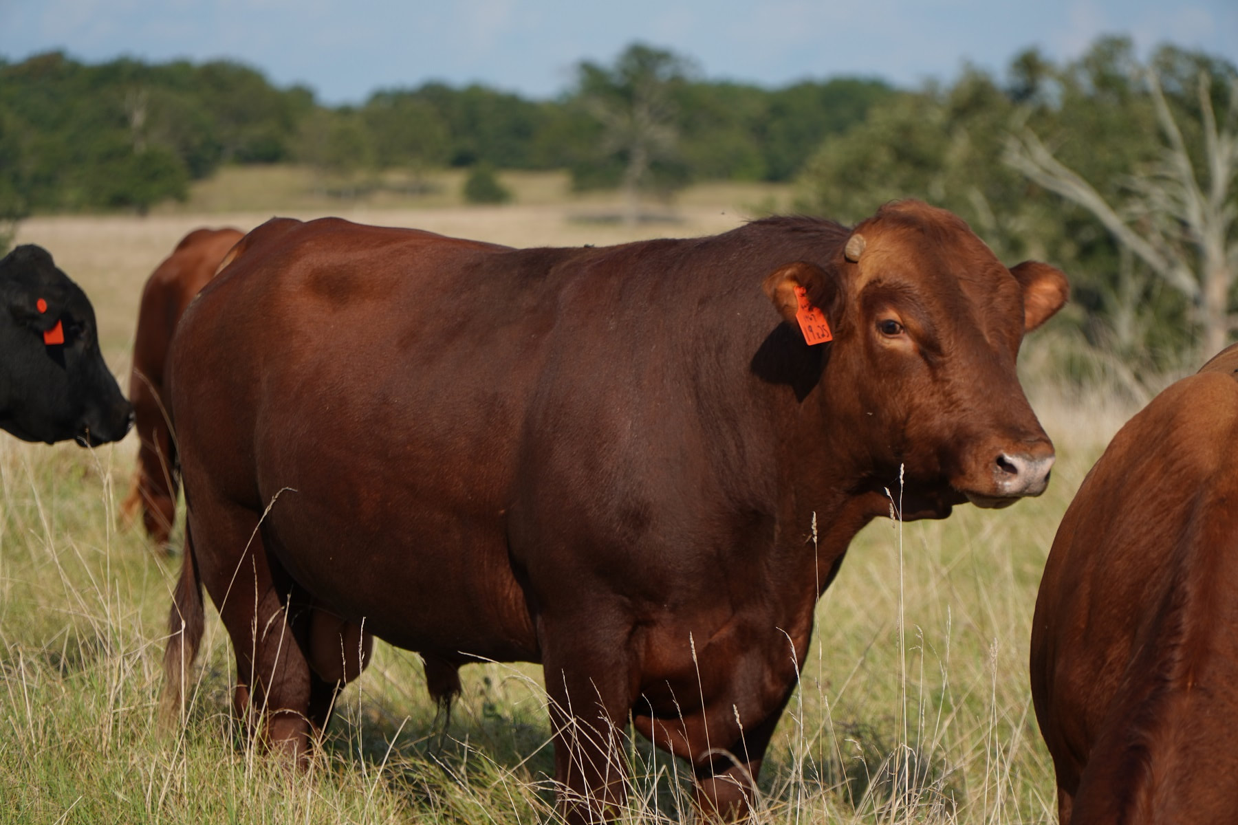 2 Year Old Bull