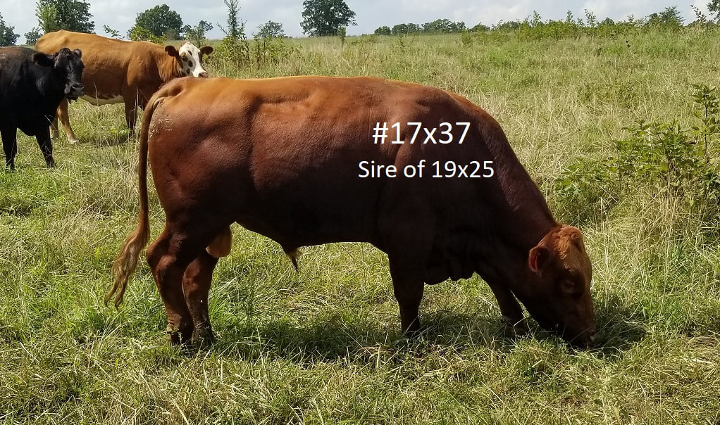 2 Year Old Bull